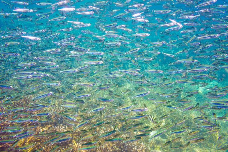School of Anchovy in a Blue Sea with Coral Reef Stock Image - Image of ...