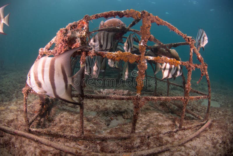 A School of Atlantic Spadefish Under a Pier Stock Image - Image of ...