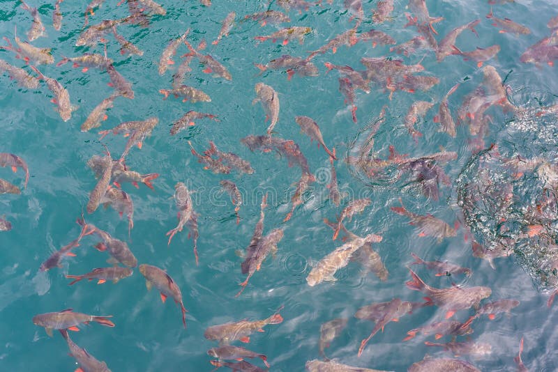 School of Baby Fish in Similan National Park, Thailand Stock Photo ...
