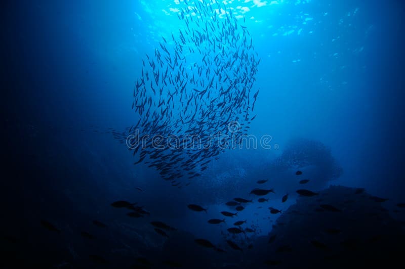 School of bait fish stock image. Image of tourism, colorful - 15552641