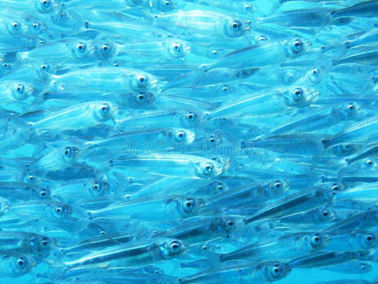 2,744 Tiny Ocean Fish Stock Photos - Free & Royalty-Free Stock Photos ...