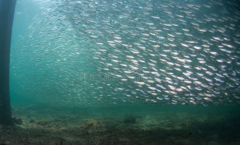 A School of Baitfish Under a Pier in Florida. Stock Image - Image of ...