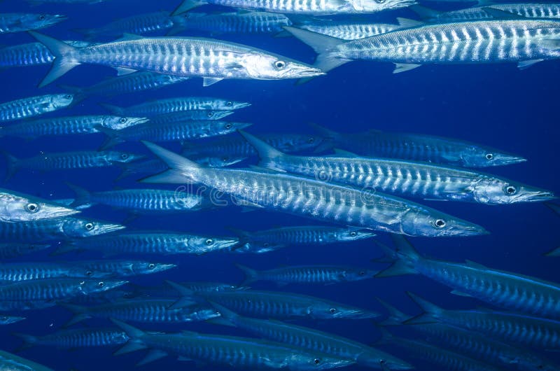 Ocean Blue Barracuda stock image. Image of aquatic, fish - 62988119