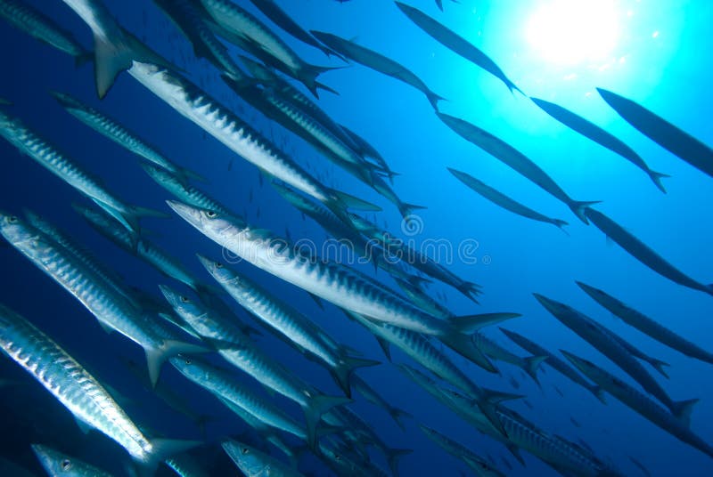 School of Barracuda stock image. Image of barracudas - 13780575