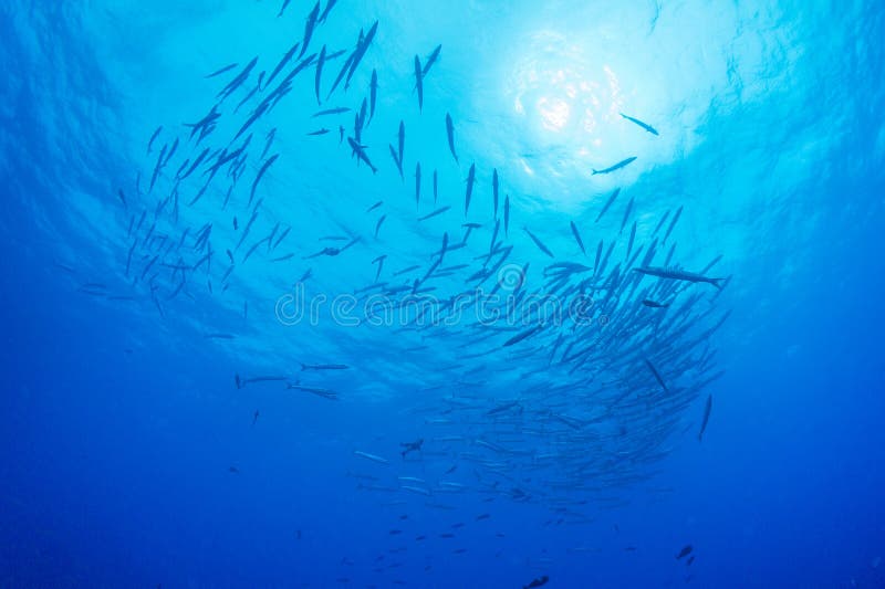 School of Barracuda fish stock photo. Image of tuna, ocean - 25924820