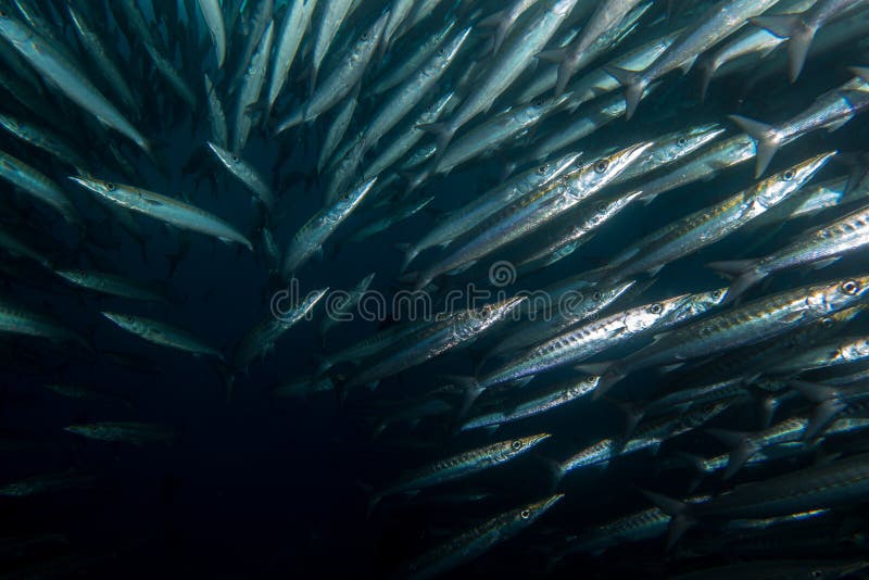 School of Barracuda fish stock photo. Image of tuna, ocean - 25924820