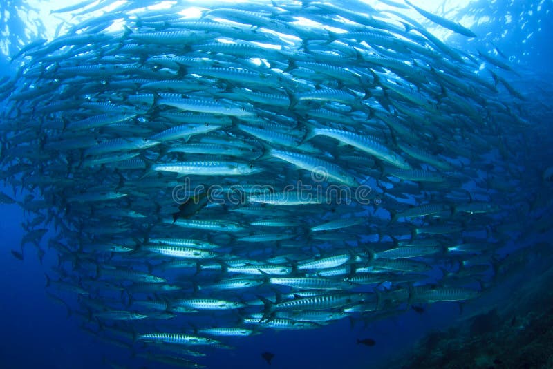 School of Barracuda fish stock photo. Image of tuna, ocean - 25924820