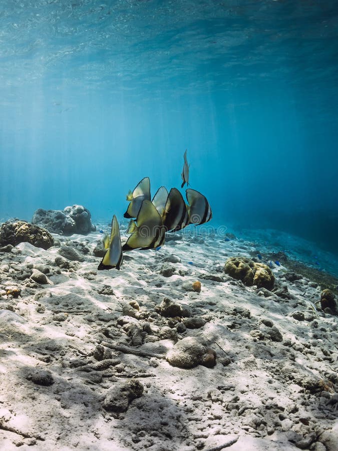 School of Bat Fish Underwater in Tropical Blue Sea Stock Image - Image ...