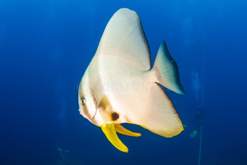 School of Spadefish Swimming in the Ocean. Stock Photo - Image of beach ...