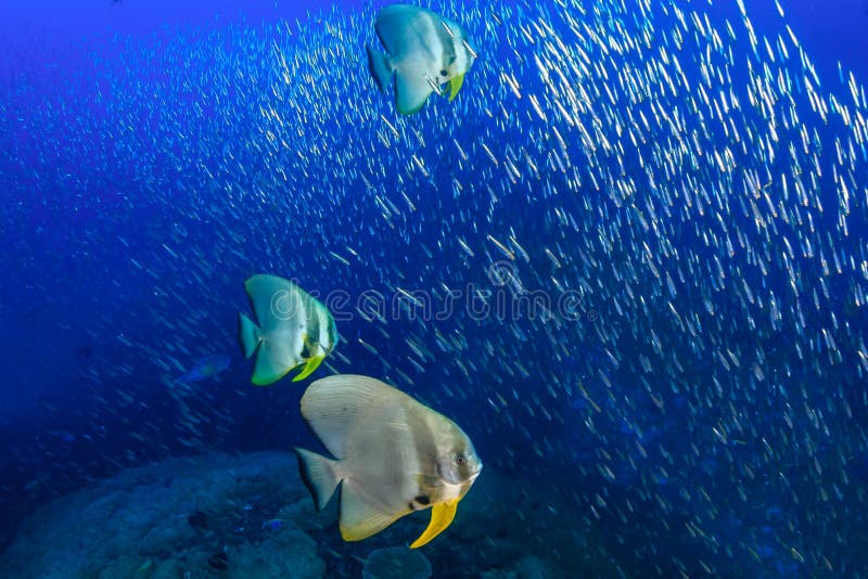 School of Spadefish Swimming in the Ocean. Stock Photo - Image of gills ...