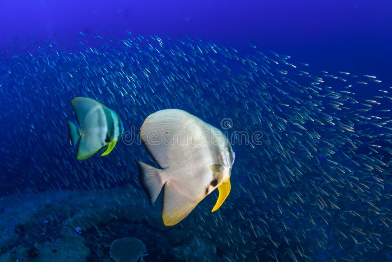 School of Spadefish Swimming in the Ocean. Stock Photo - Image of beach ...