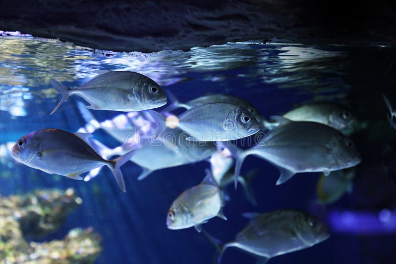 School of silver fish stock photo. Image of wave, arctic - 17080314