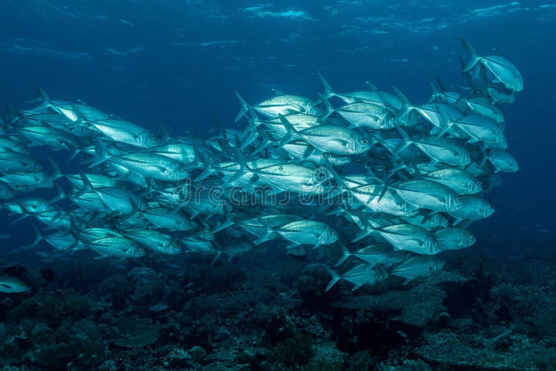 School of Bigeye Trevally Jack Fish Stock Image - Image of irian, jack ...