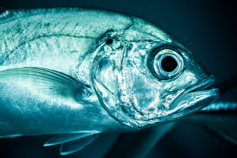 School of Bigeye Trevally Jack Fish Stock Image - Image of jaya, blue ...