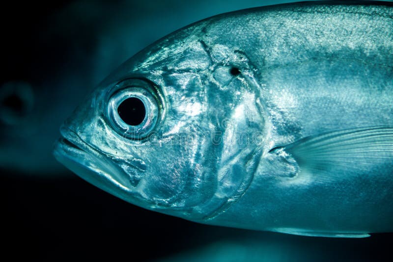 School of Bigeye Trevally Jack Fish Stock Image - Image of bigeye, jaya ...