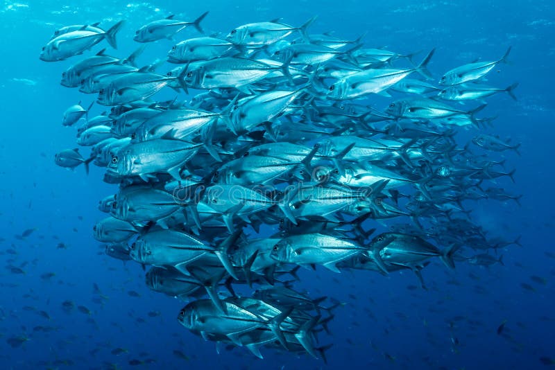 School of Bigeye Trevally Jack Fish Stock Photo - Image of diving ...