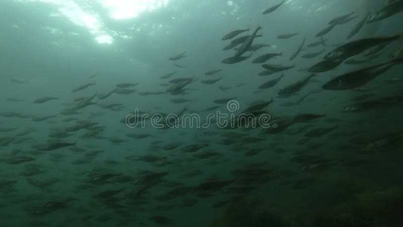 School of Black Cod Fish or Smallscaled Cod Swim in the Blue Water ...