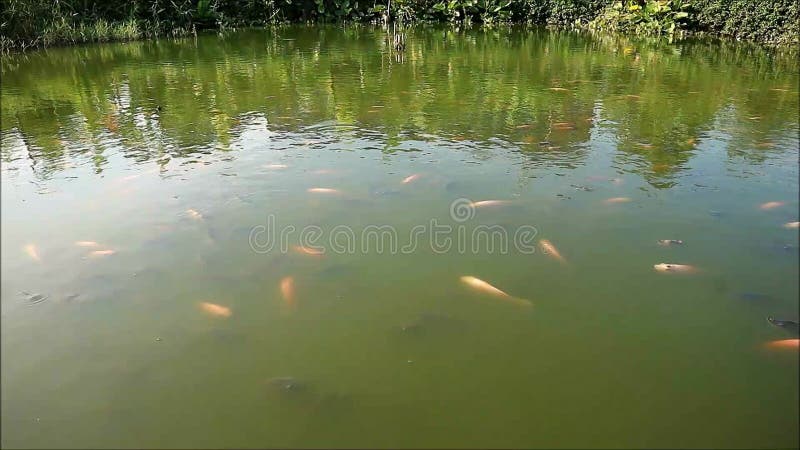 School of Black and Red Nile Tilapias Relaxing in a Pond Stock Video ...