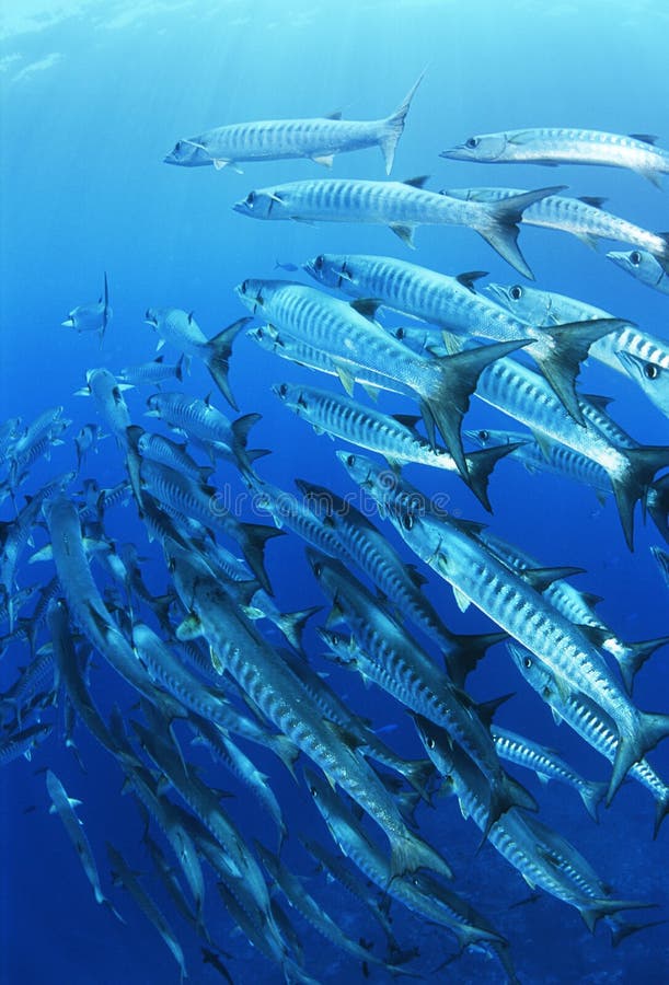 School of silver fish stock image. Image of tropical - 26123731