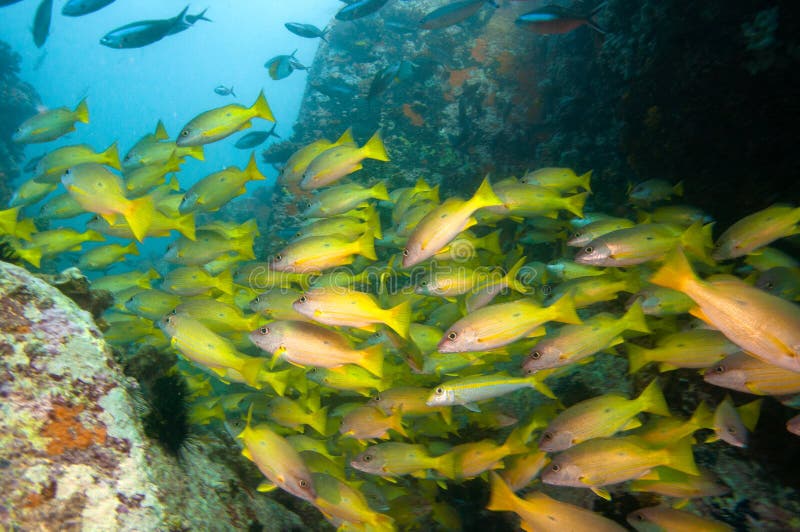 School of Blackspot Snapper Fish in the Sea Stock Image - Image of ...