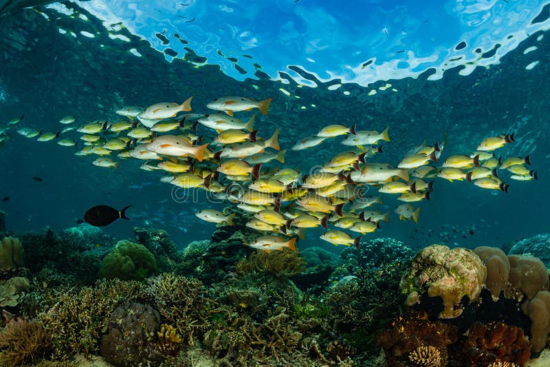School of Blacktail Snapper Fish Stock Photo - Image of leisure ...