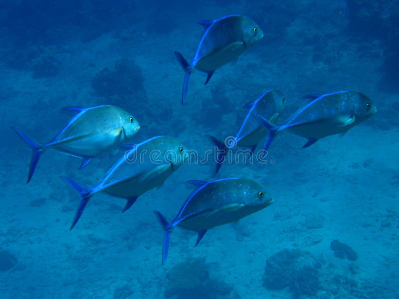School of Blue Fin Trevally Fiji Stock Photo - Image of boat, life ...