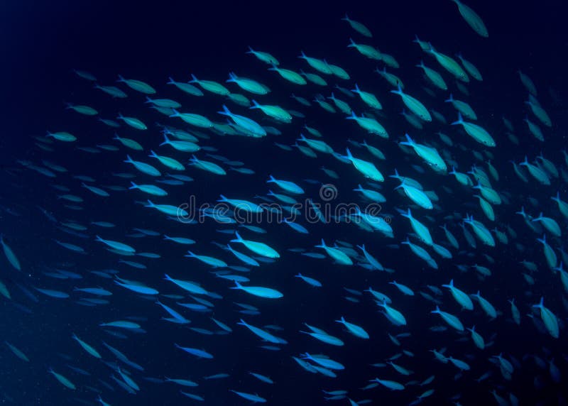 School of blue fish stock image. Image of suevica, fish - 16056143
