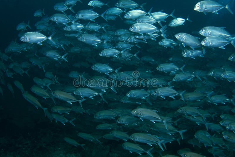 School of blue fish stock photo. Image of school, ocean - 24251826