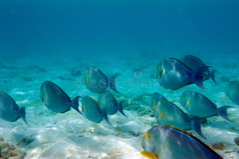 School of blue fish stock image. Image of lagoon, paradise - 31544795