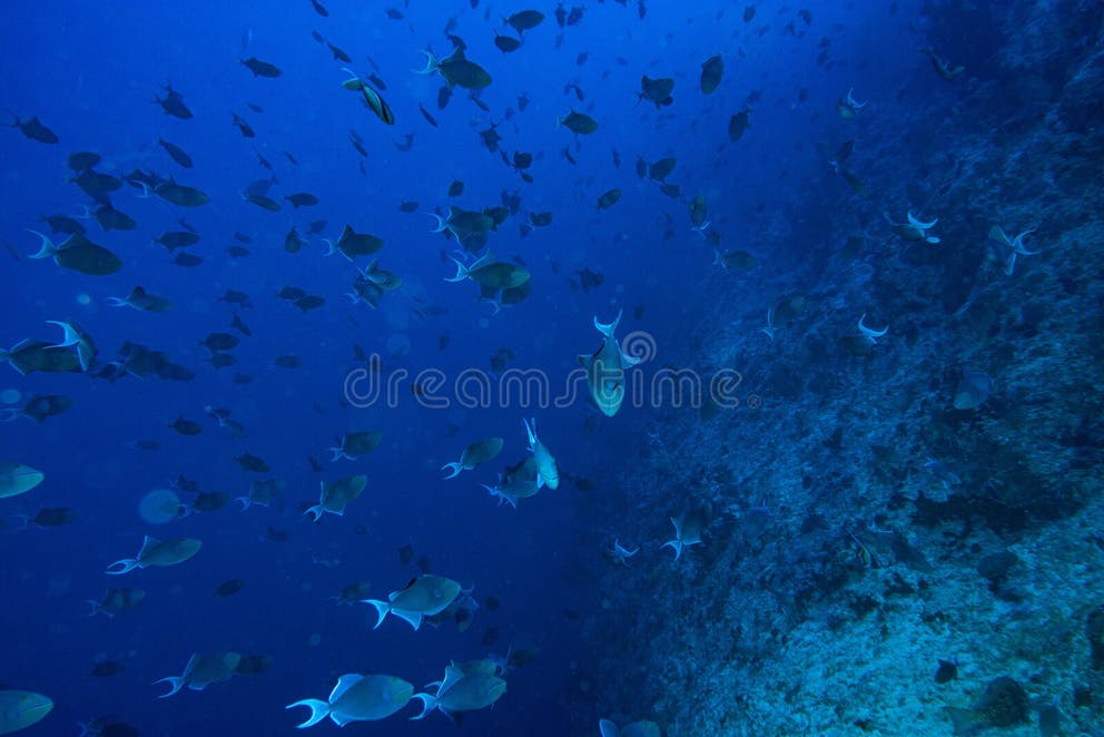 School of Blue Triggerfish while Diving Maldives Stock Photo - Image of ...