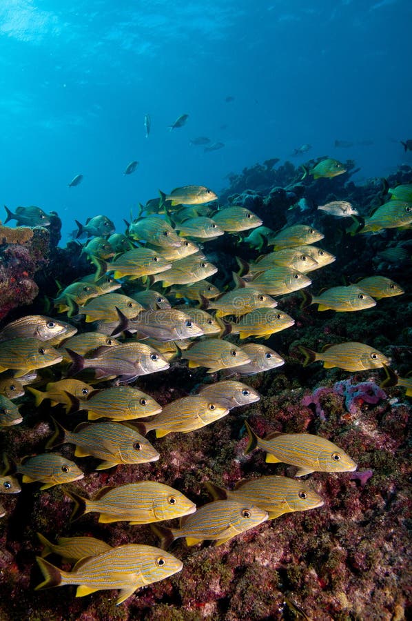 School of Bluestripped Grunts on Molasses Reef, Key Largo, Florida Keys ...
