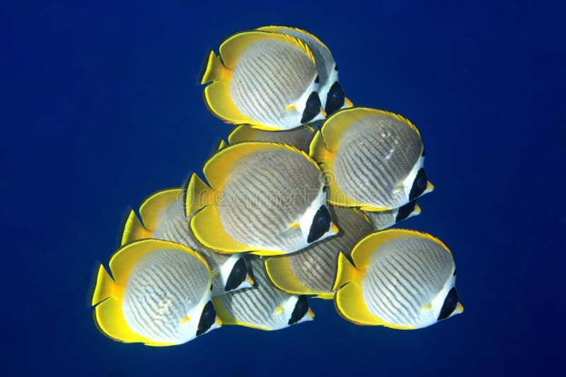School of Butterflyfish stock image. Image of salt, swimming - 22435107