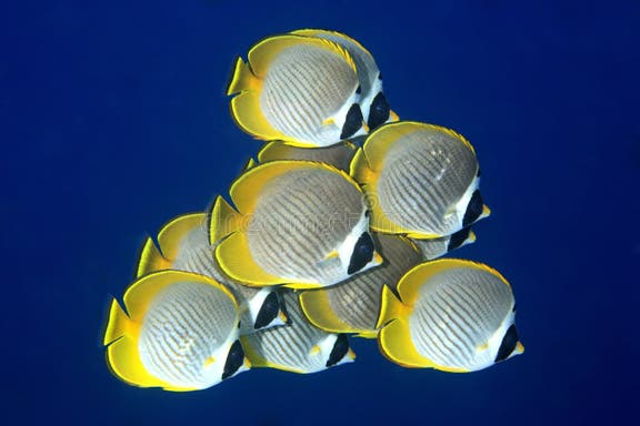 School of Butterflyfish stock image. Image of salt, swimming - 22435107