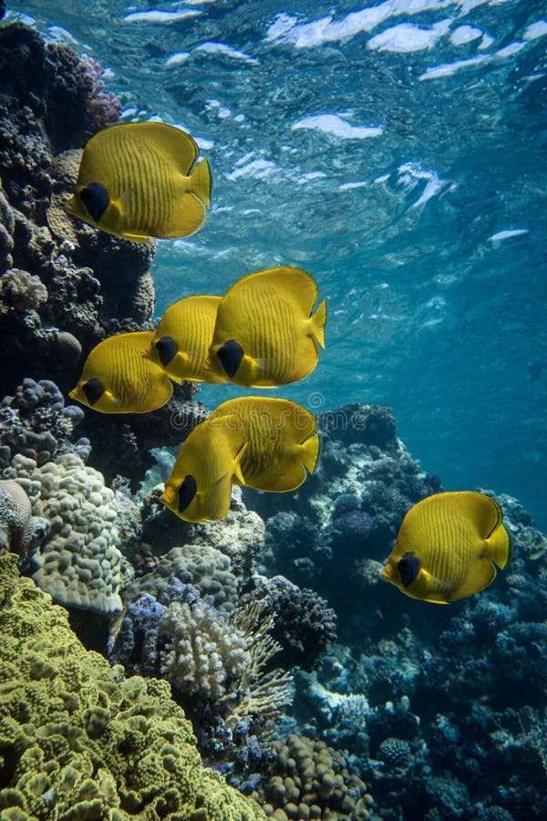 School of Butterflyfish stock image. Image of fisheye - 29372785
