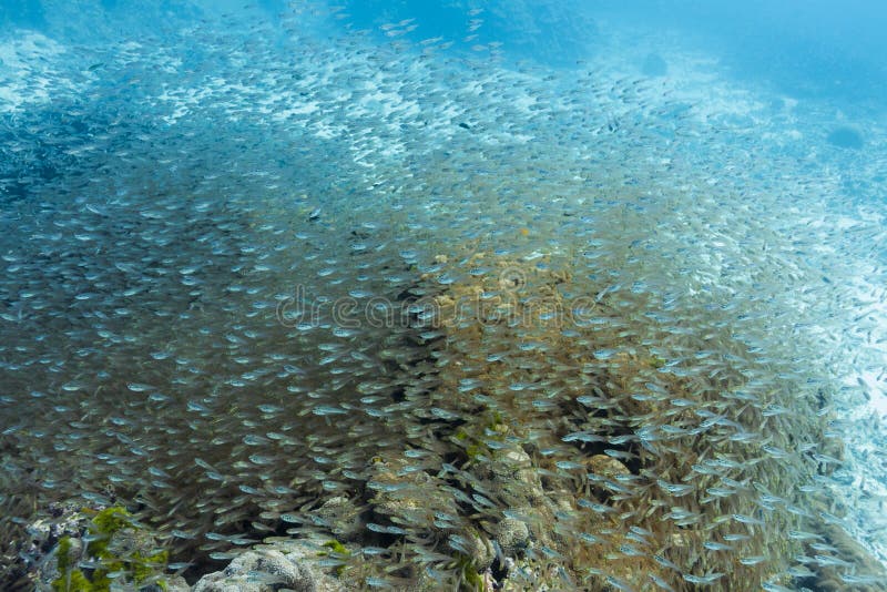 School of cardinalfish stock photo. Image of orbic, diadema - 28198014