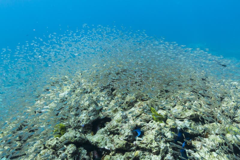 School of Cardinalfish at Surin National Park Stock Photo - Image of ...