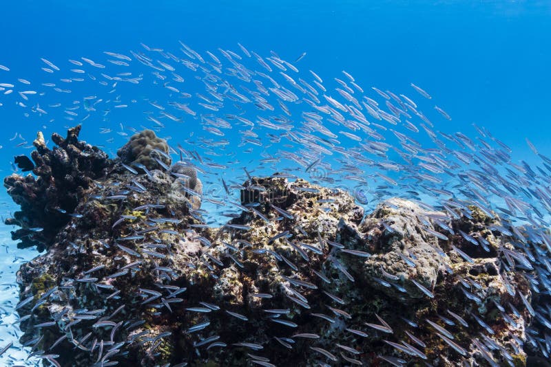Orbic Cardinalfish in Aquarium Stock Image - Image of exotic, ocean ...