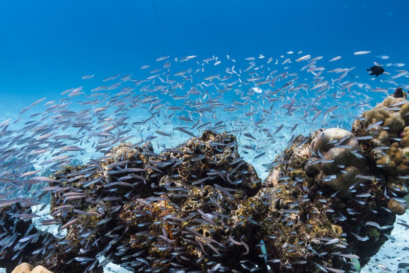 School of Cardinalfish at Similan Island Stock Image - Image of ...