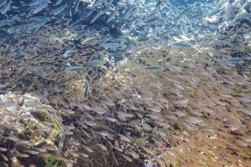 Orbic Cardinalfish in Aquarium Stock Image - Image of exotic, ocean ...