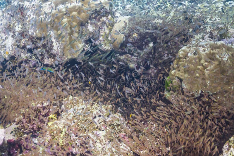 School of Cardinalfish at Surin National Park Stock Image - Image of ...