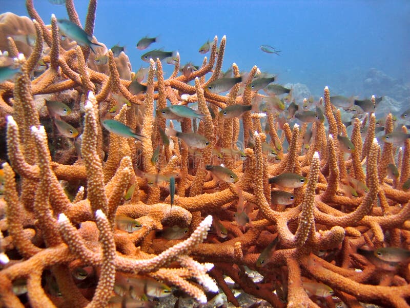 School of Cardinalfishes stock image. Image of fish, hovering - 1355975