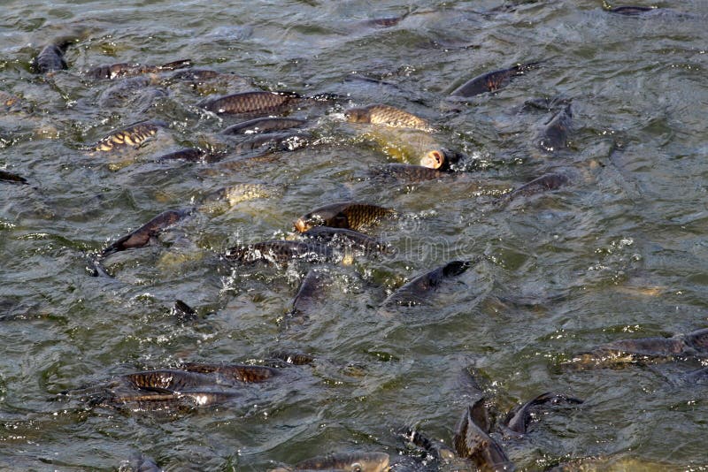 School of carp stock photo. Image of carp, color, crowded - 6080332