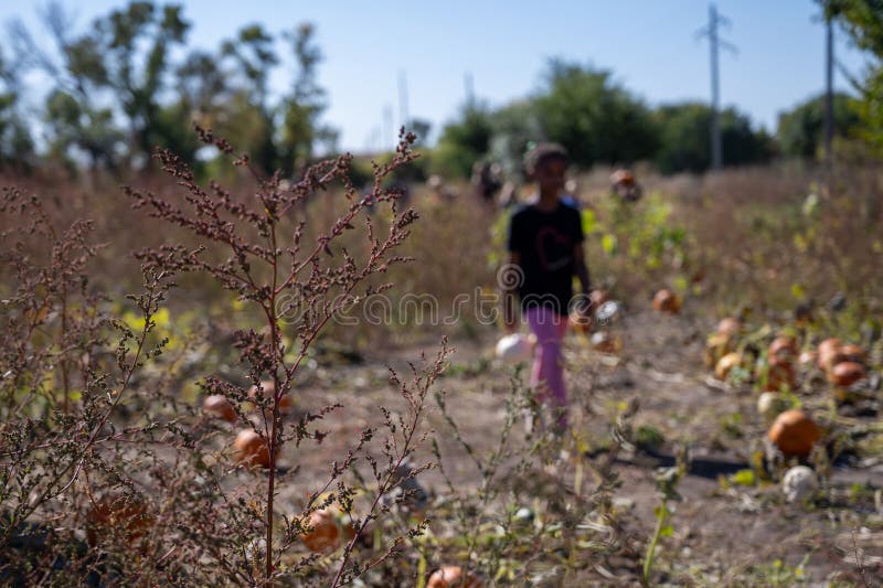 School Class Field Trip To a Pumpkin Patch in the Fall Stock Image ...