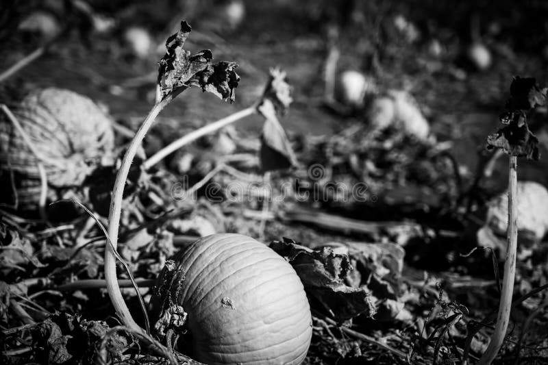 School Class Field Trip To a Pumpkin Patch in the Fall Stock Photo ...