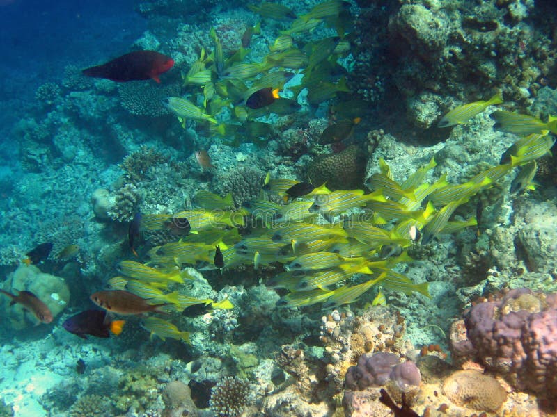 Common Bluestripe Snapper, Bluestripe Sea Perch, Blue-line Snapper ...