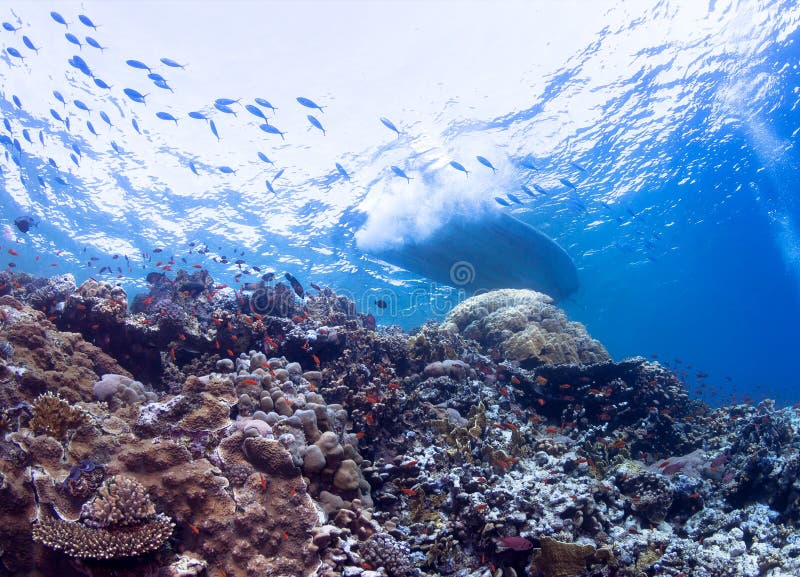 School of Coral Fish Under Boat. Stock Photo - Image of indonesia ...