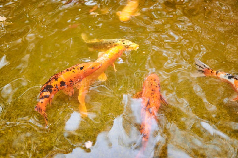 School of Coy Fish Swimming in a Pond Stock Photo - Image of water ...