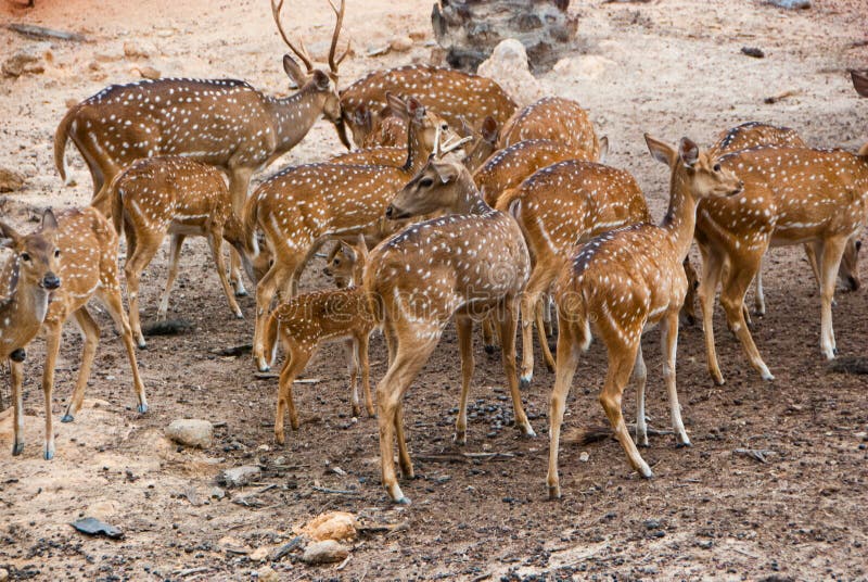 A school of deer stock photo. Image of nature, antler - 43922316