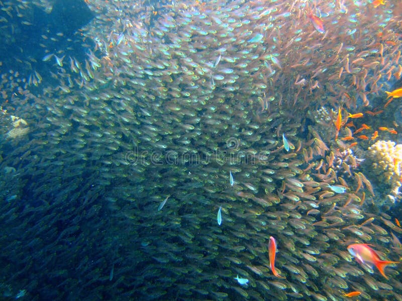 Seals and Icebergs stock photo. Image of cloudy, pole - 2537338