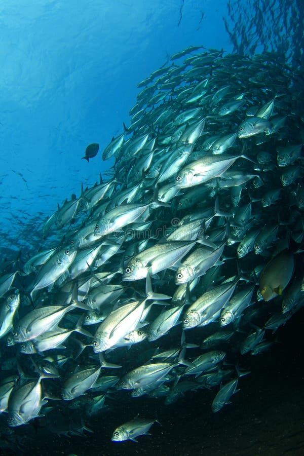 Barracuda Storm stock image. Image of storm, fish, barracuda - 7401915